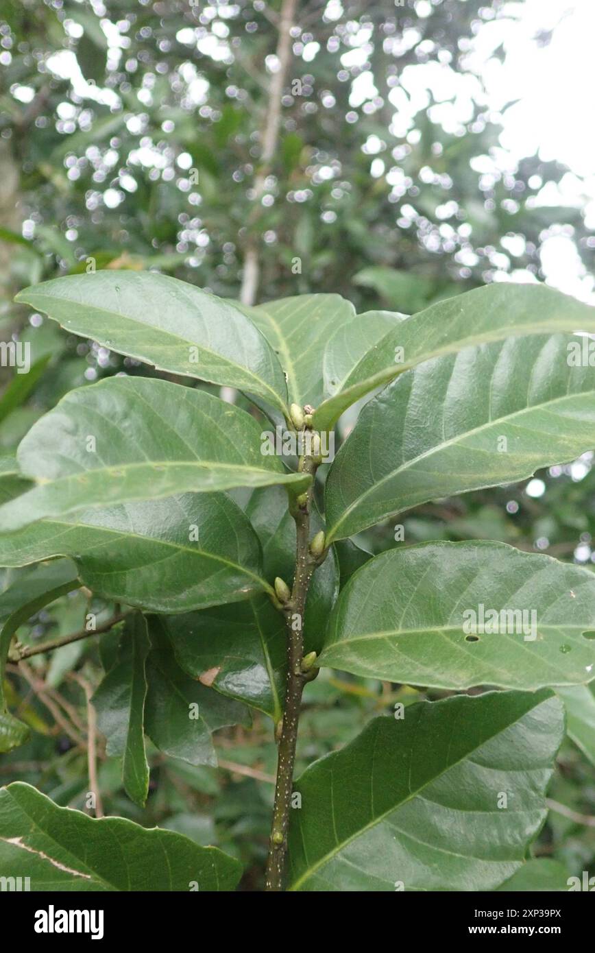ring-cupped oak (Quercus glauca) Plantae Stock Photo - Alamy