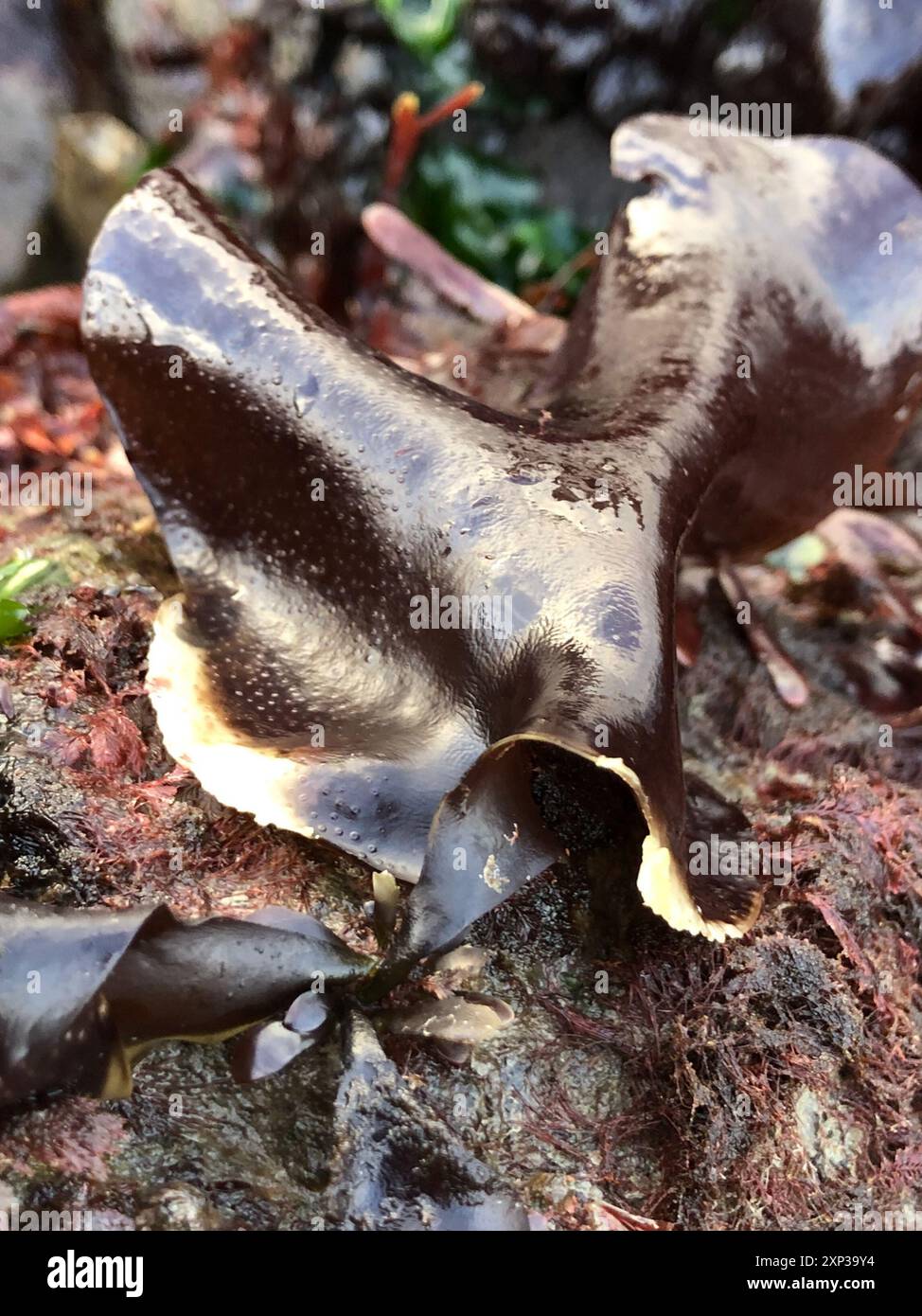 Iridescent Algae (Mazzaella) Plantae Stock Photo - Alamy