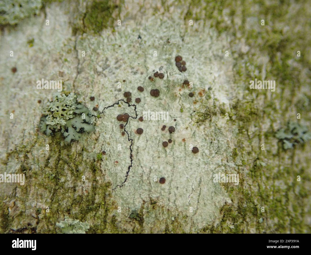 Variable Brown Dotlets (Lecidea varians) Fungi Stock Photo - Alamy