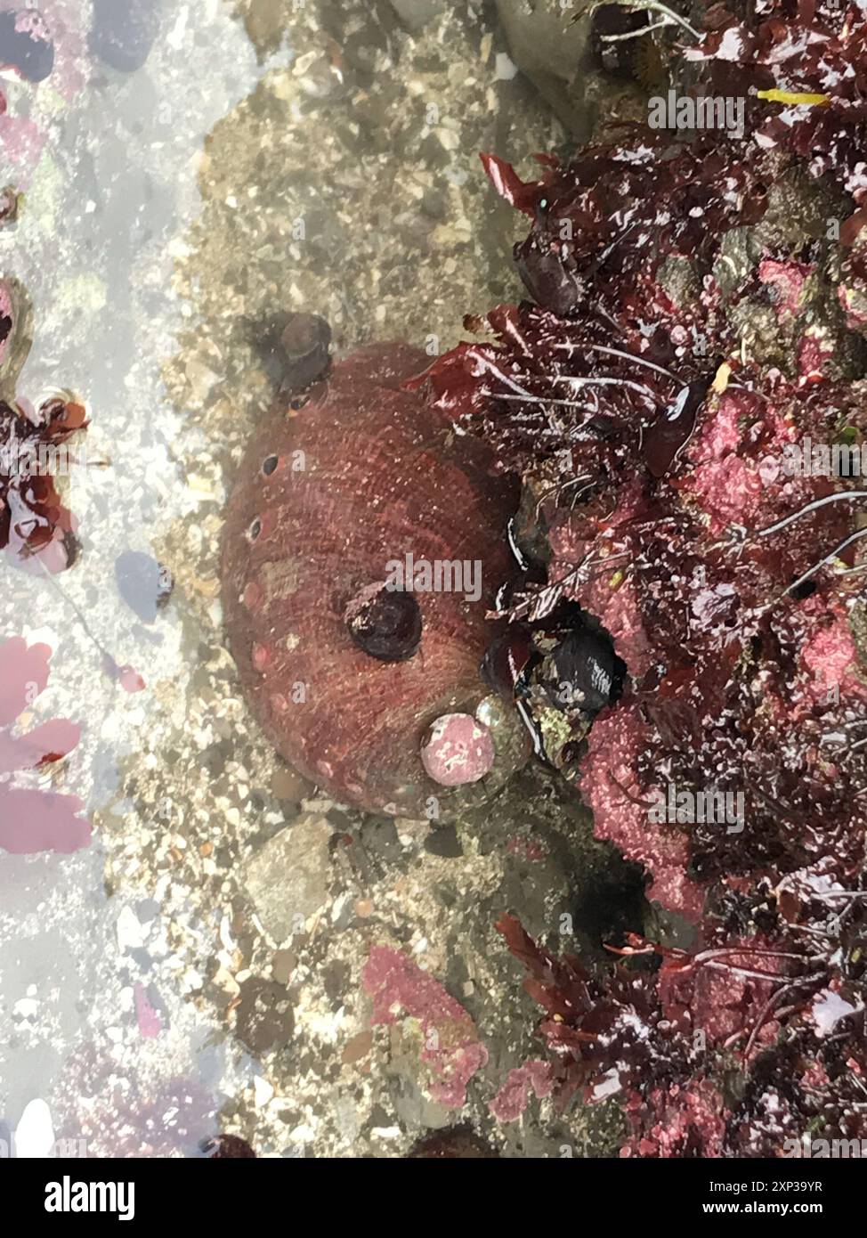Red Abalone (Haliotis rufescens) Mollusca Stock Photo - Alamy
