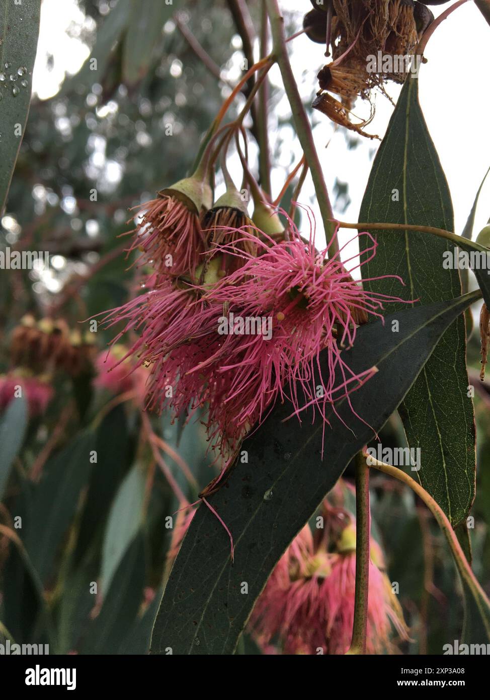 Red Ironbark (Eucalyptus sideroxylon) Plantae Stock Photo - Alamy