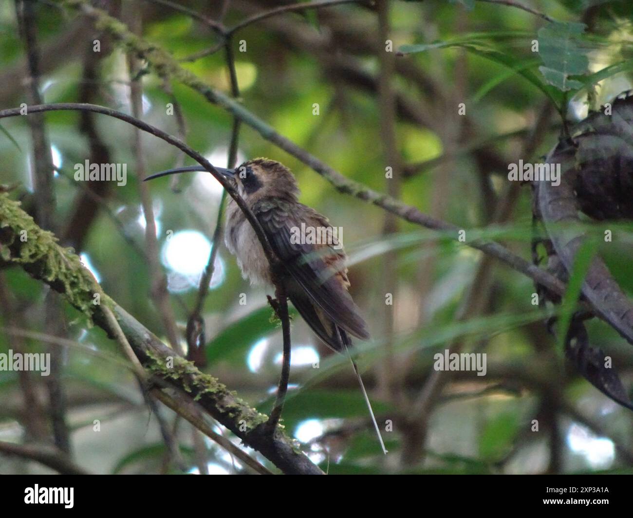 Phaethornis longirostris hi-res stock photography and images - Alamy