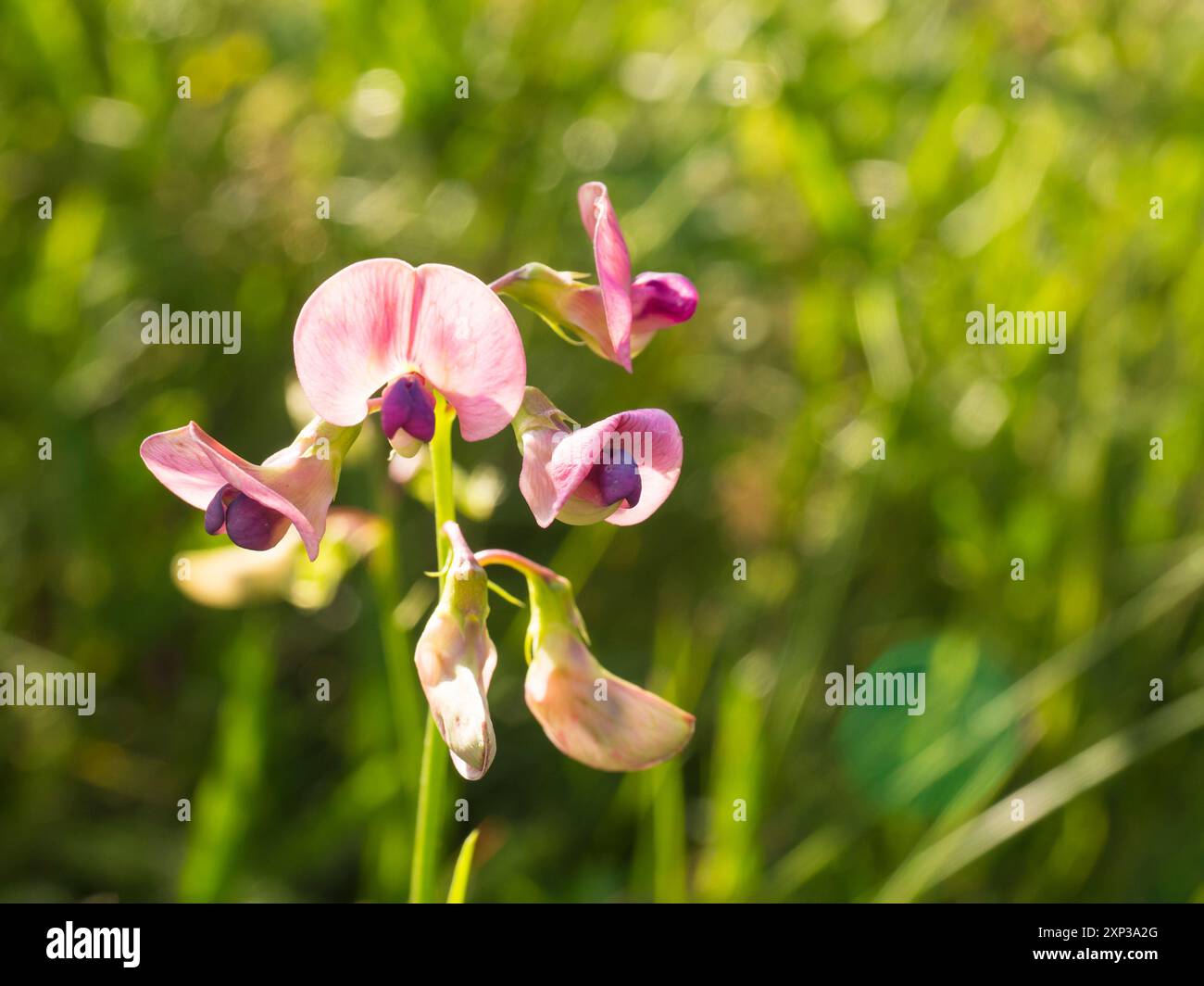 Close up of flat pea plant in bloom, Lathyrus sylvestris, gentle pink ...