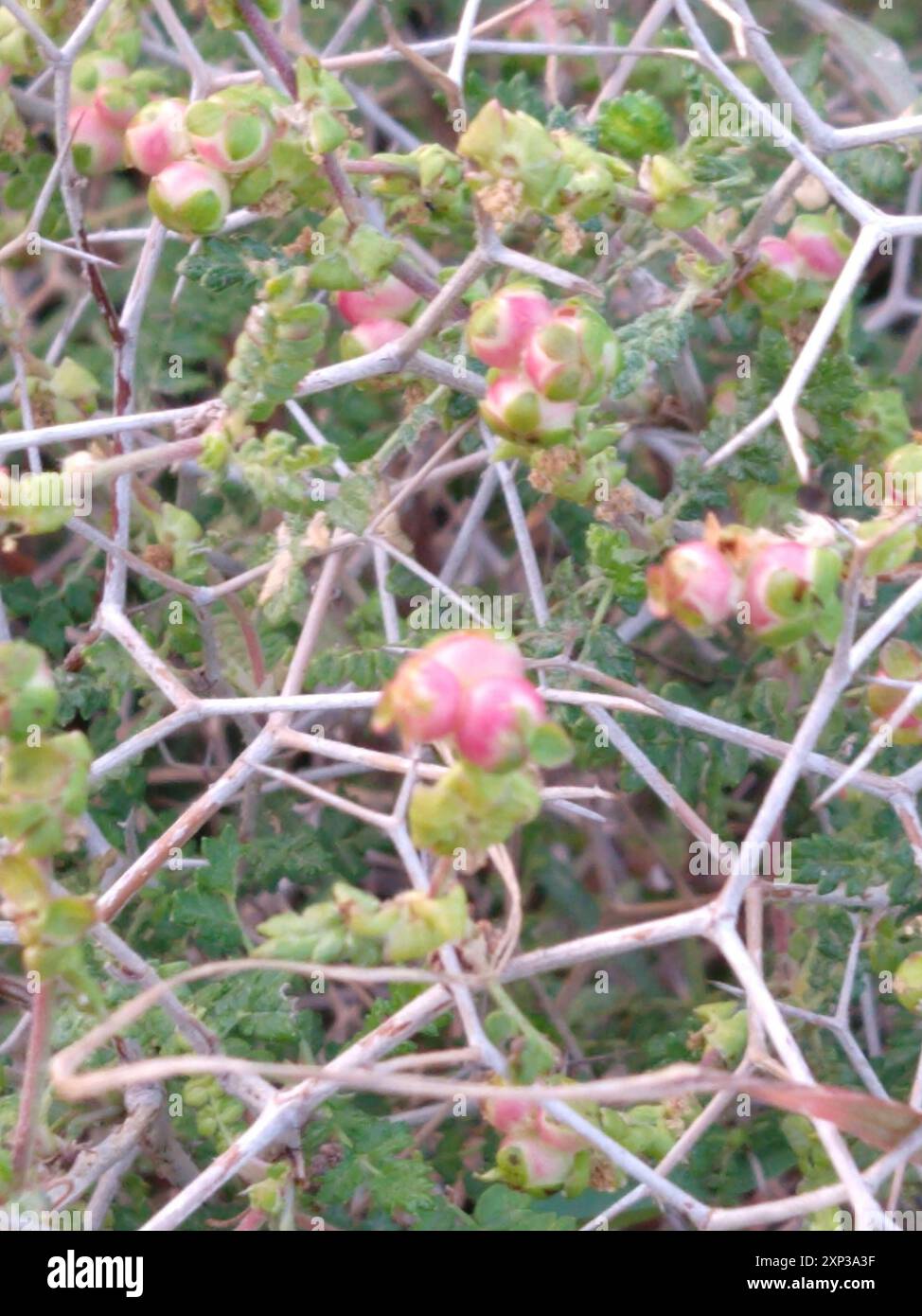 Spiny Burnet (Sarcopoterium spinosum) Plantae Stock Photo - Alamy