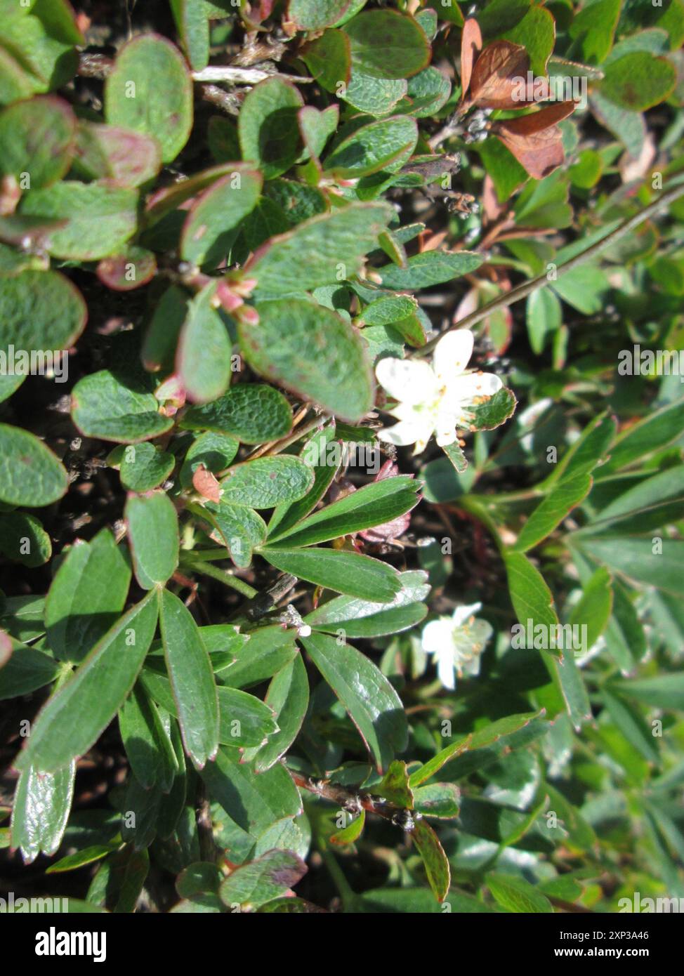 three-toothed cinquefoil (Sibbaldiopsis tridentata) Plantae Stock Photo ...