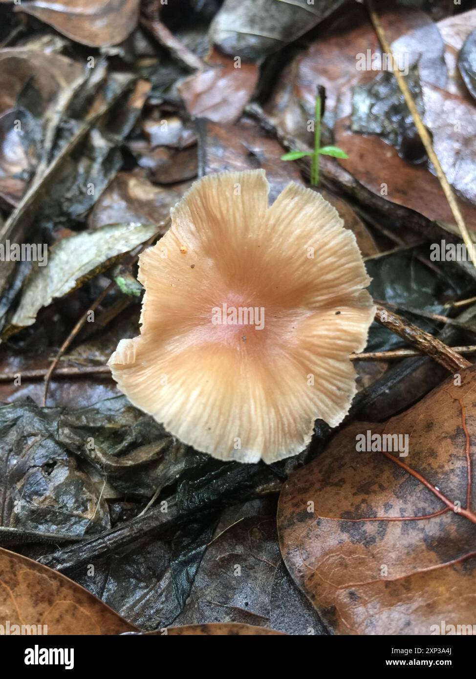 Omphalotaceae hi-res stock photography and images - Alamy