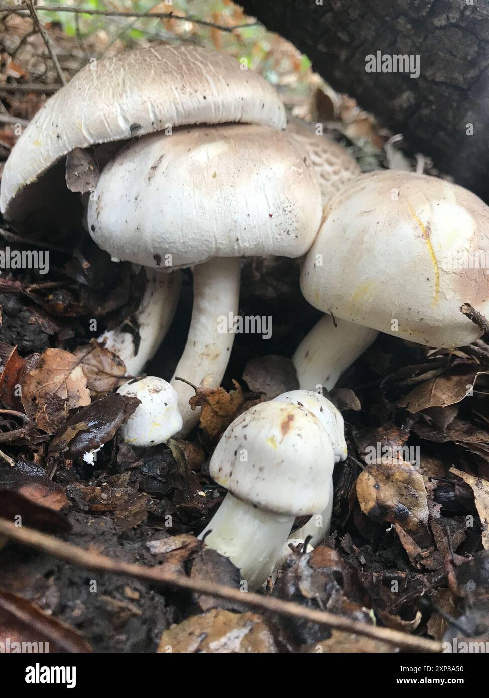 Yellow Stainer (Agaricus xanthodermus) Fungi Stock Photo - Alamy