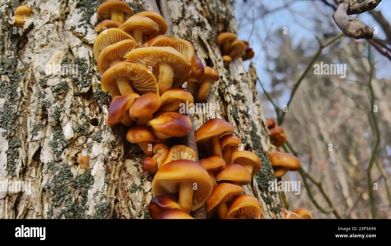 Velvet Foot (Flammulina velutipes) Fungi Stock Photo - Alamy