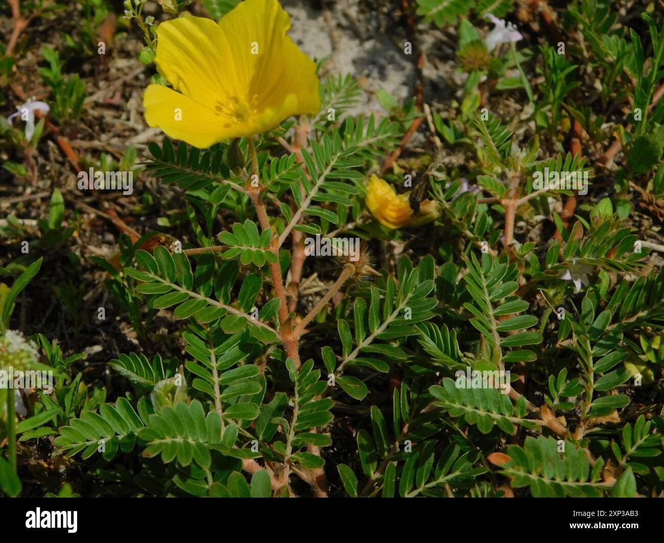 Jamaican feverplant (Tribulus cistoides) Plantae Stock Photo - Alamy
