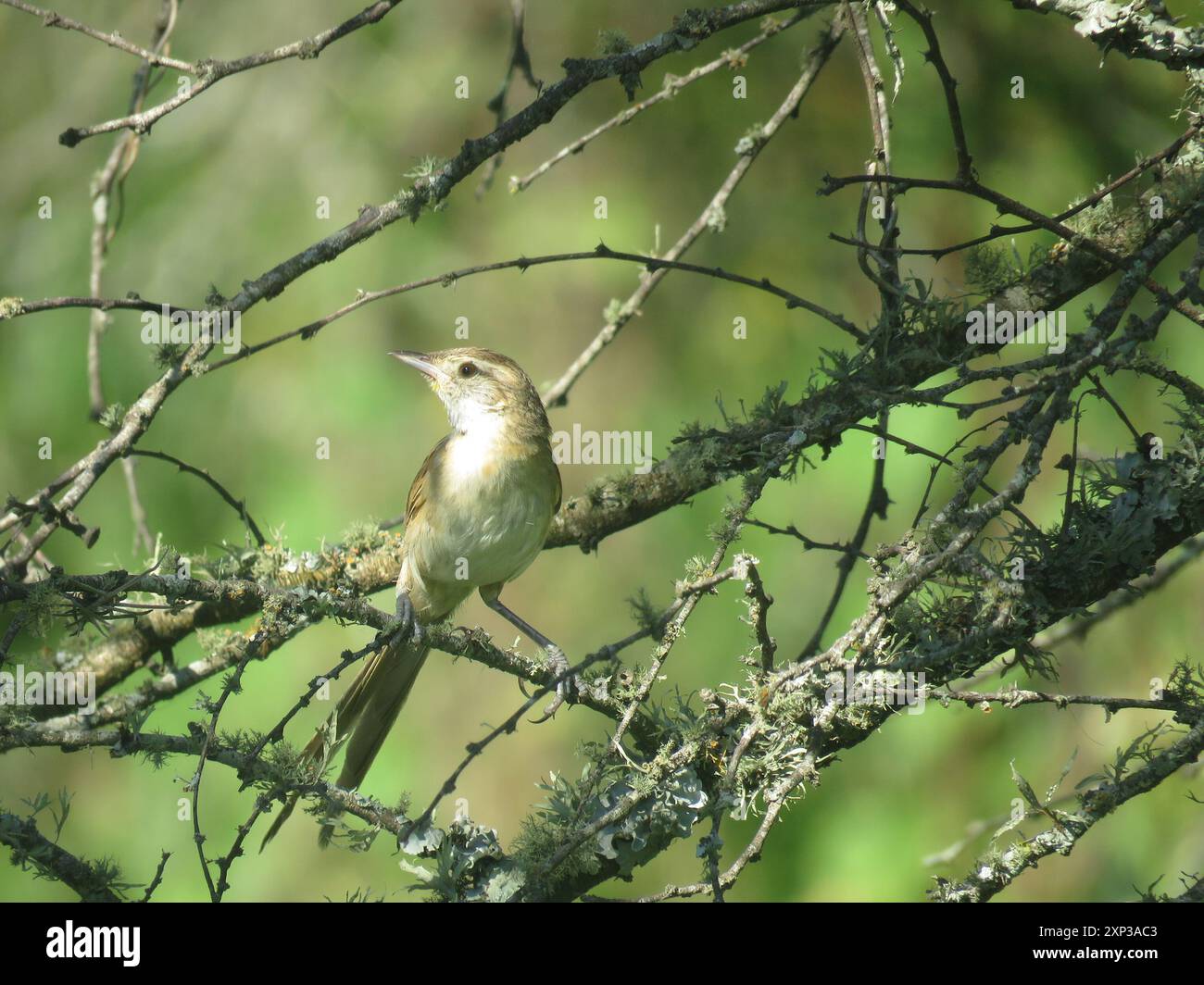 Chotoy spinetail hi-res stock photography and images - Alamy
