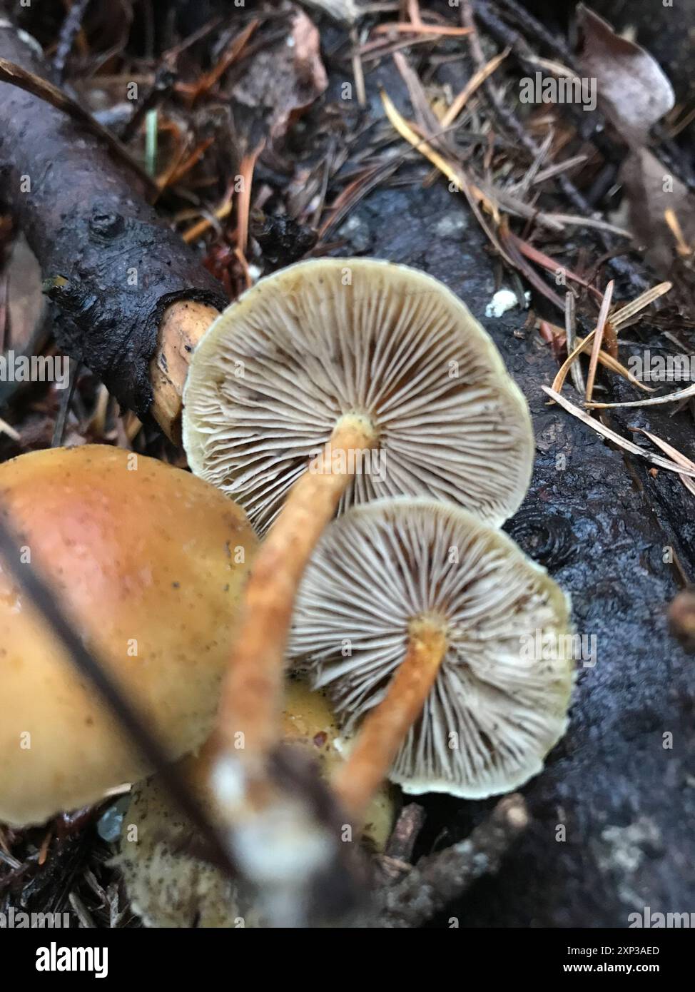 Sulphur Tuft (Hypholoma fasciculare) Fungi Stock Photo - Alamy