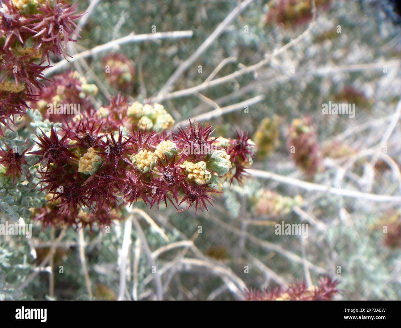 Burrobush (Ambrosia dumosa) Plantae Stock Photo - Alamy