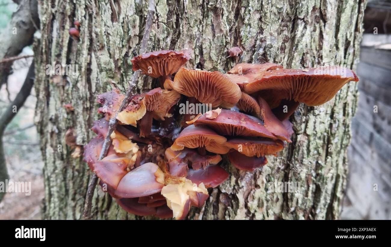 Velvet Foot (Flammulina velutipes) Fungi Stock Photo - Alamy