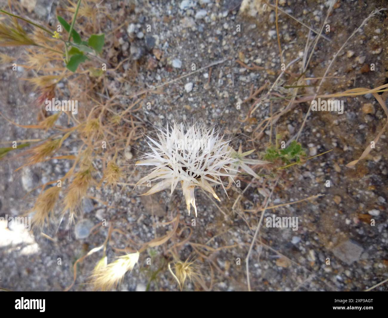 silverpuffs (Uropappus lindleyi) Plantae Stock Photo - Alamy