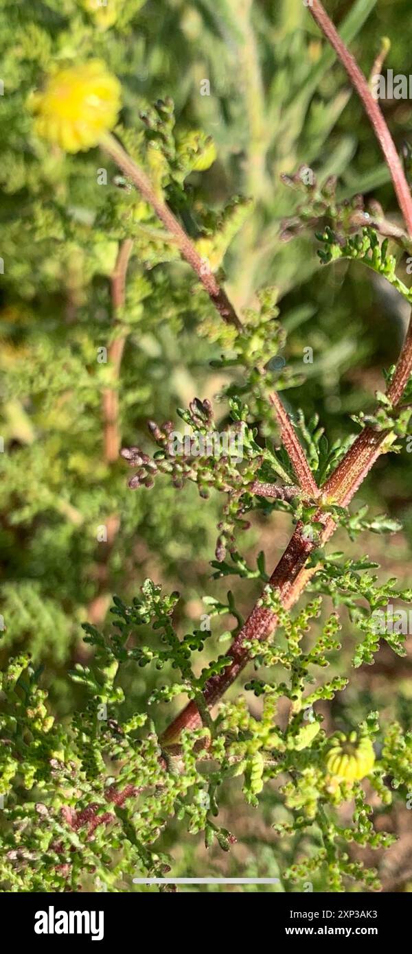 stinknet (Oncosiphon pilulifer) Plantae Stock Photo - Alamy