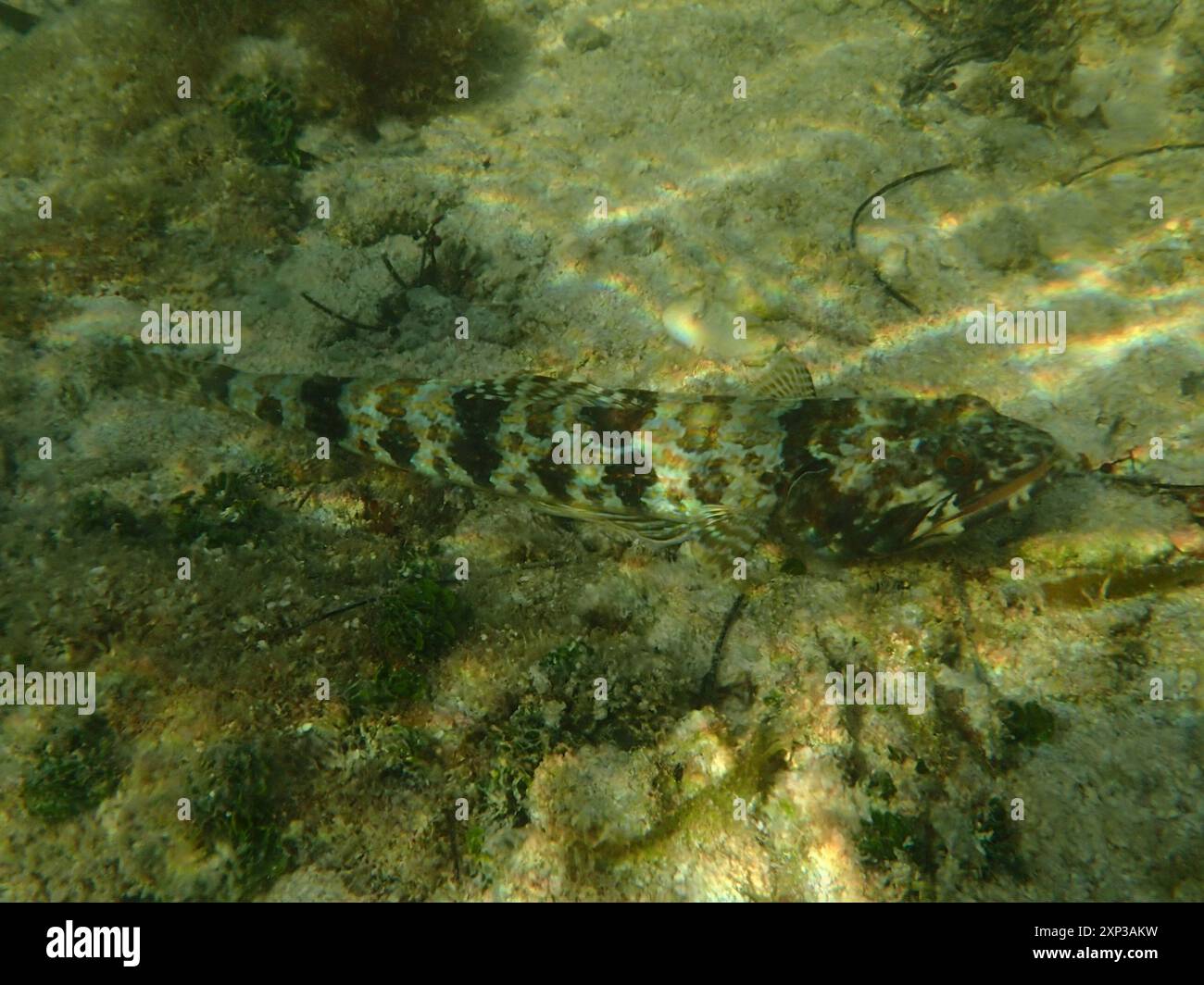 Sand Diver (Synodus intermedius) Actinopterygii Stock Photo - Alamy