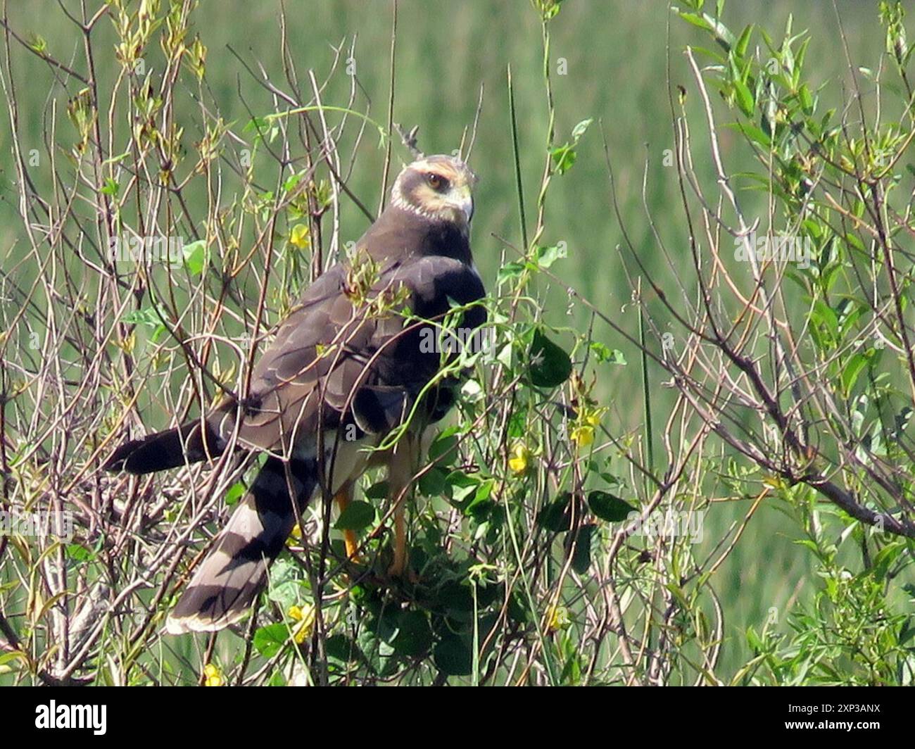 Long-winged Harrier (Circus buffoni) Aves Stock Photo - Alamy