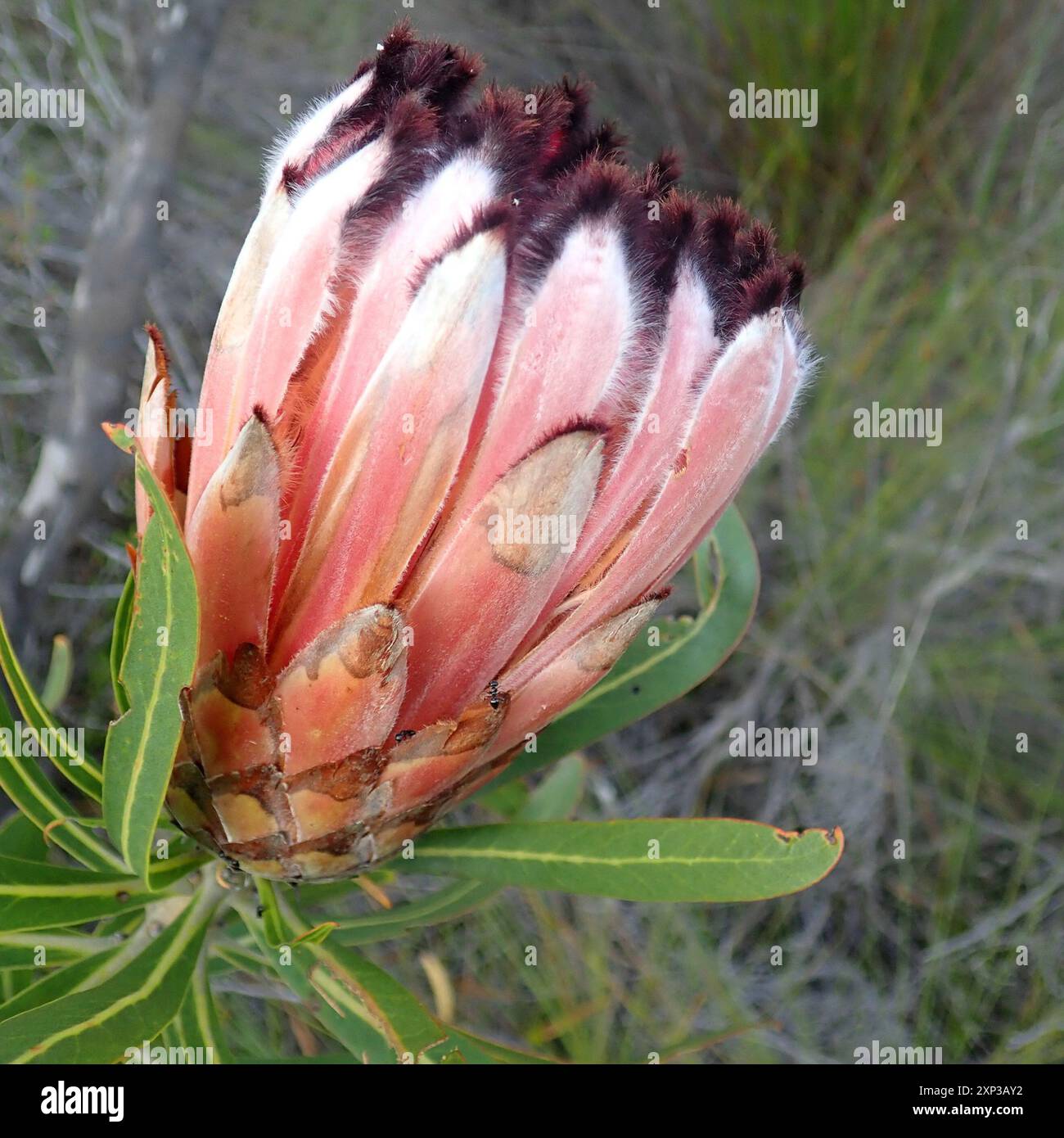 Oleander-leaf Protea (Protea neriifolia) Plantae Stock Photo - Alamy