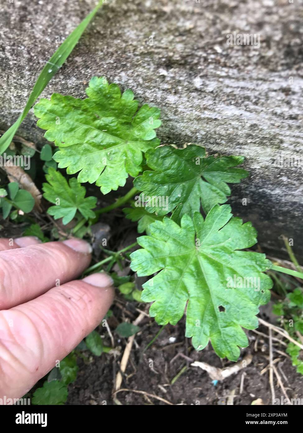 Carolina Bristlemallow (Modiola caroliniana) Plantae Stock Photo - Alamy