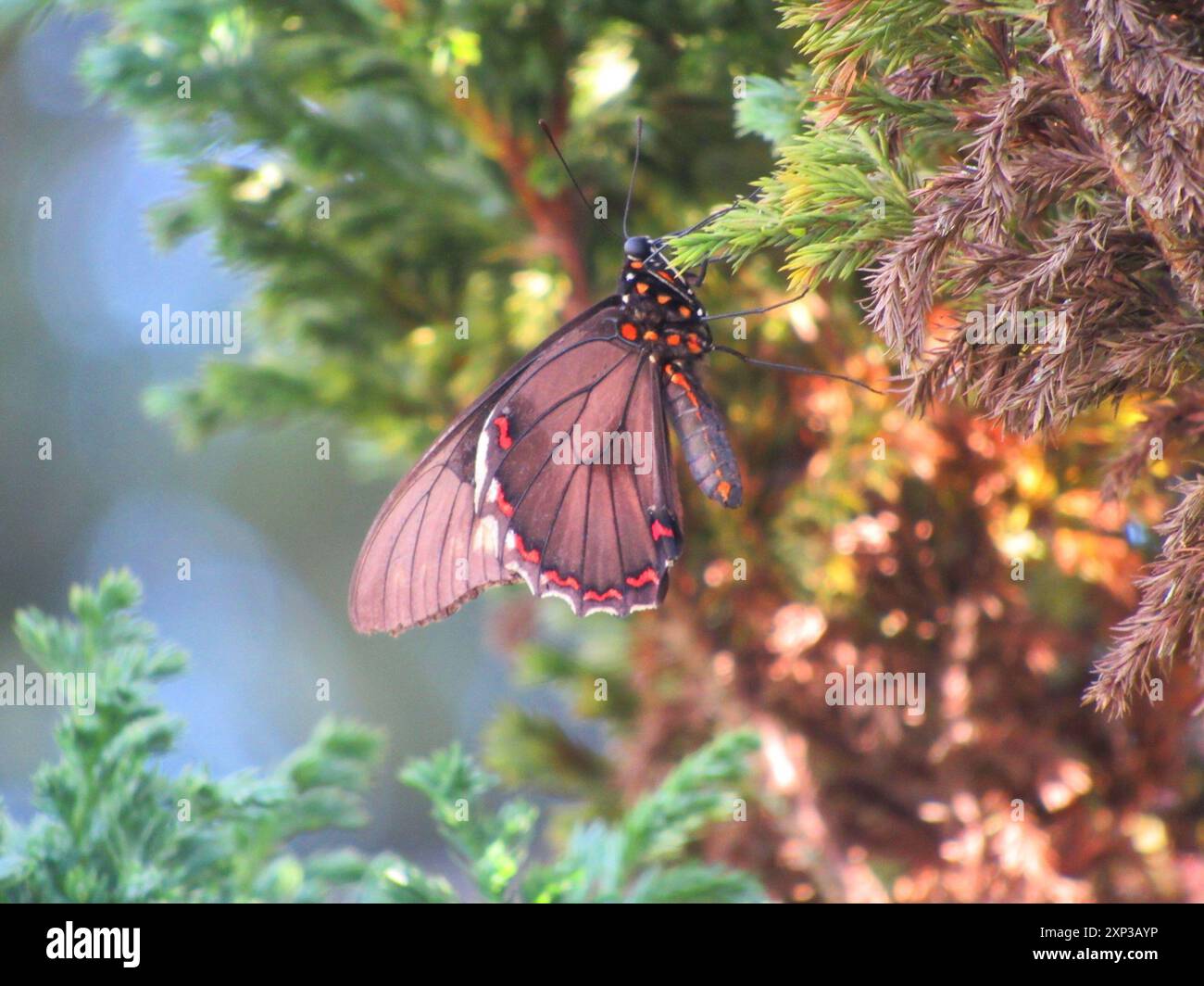 Polydamas swallowtail battus polydamas hi-res stock photography and ...