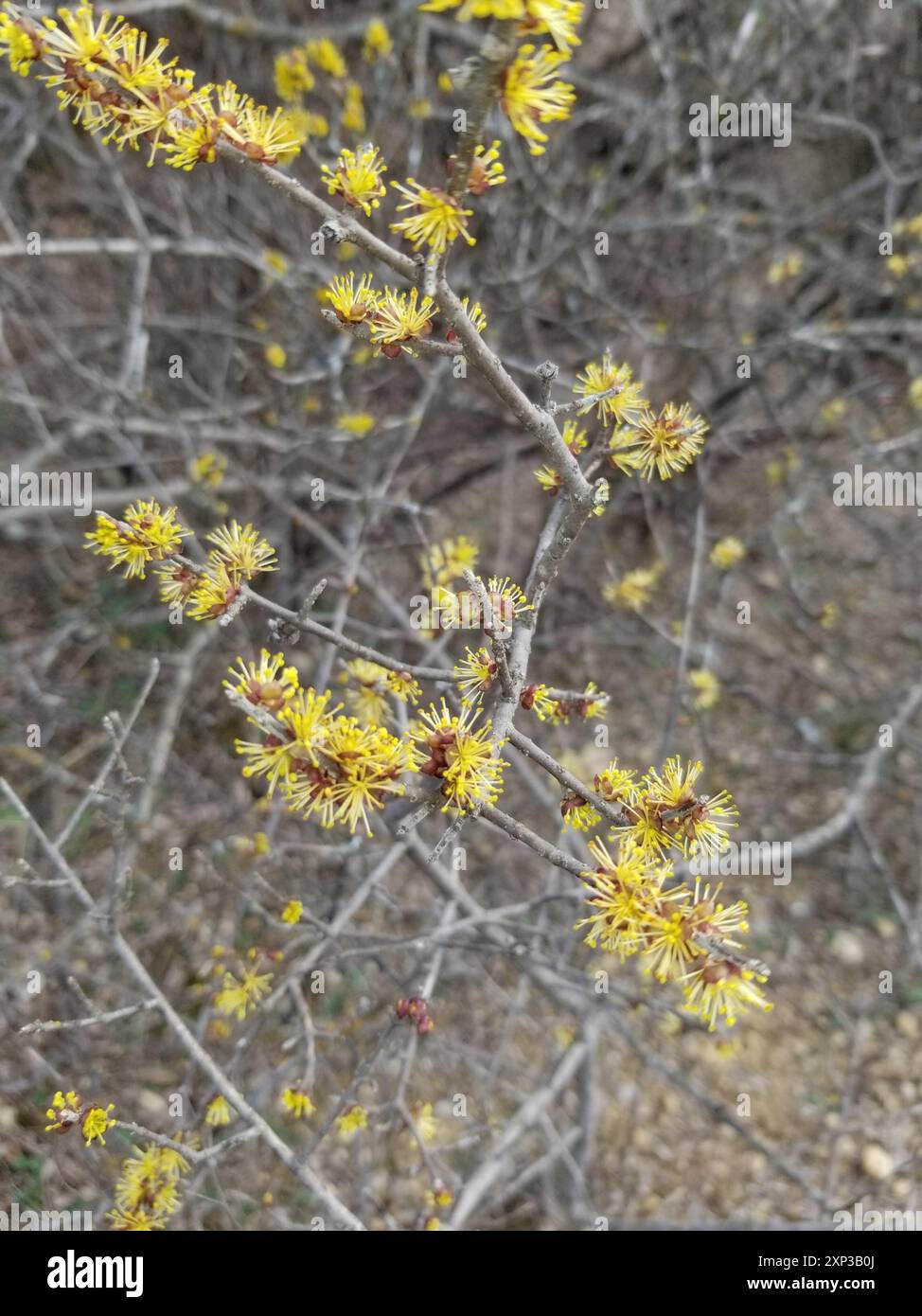 Stretchberry (Forestiera pubescens) Plantae Stock Photo - Alamy