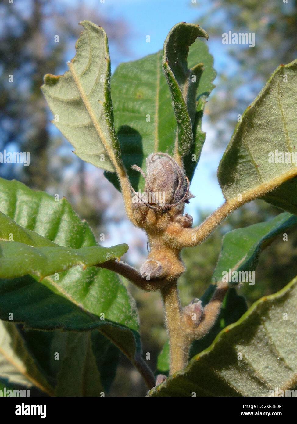 Tanoak (Notholithocarpus densiflorus) Plantae Stock Photo - Alamy