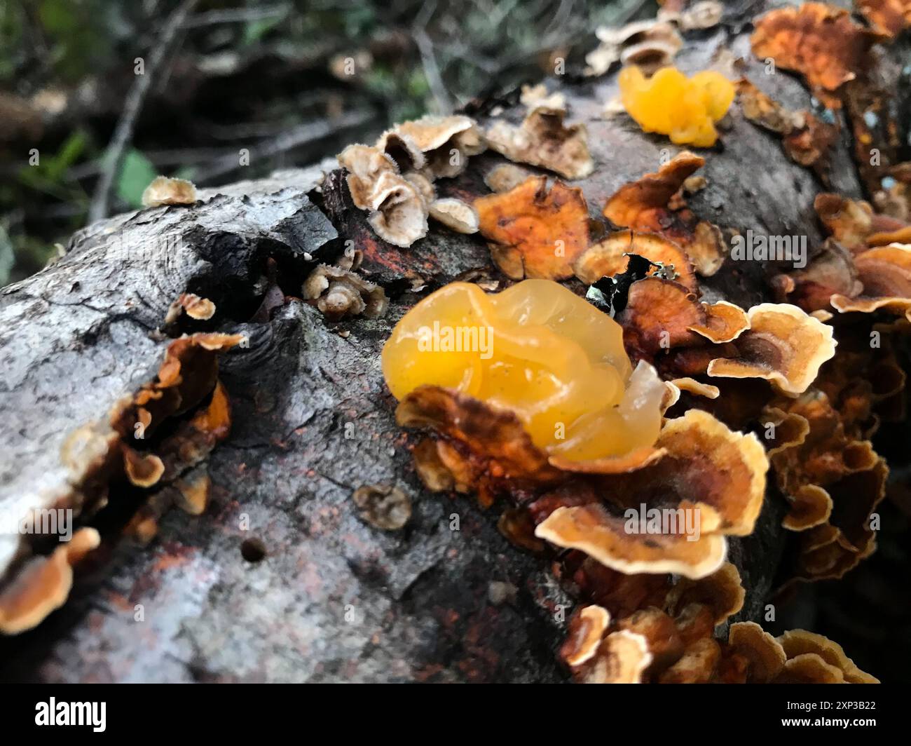 golden ear (Naematelia aurantia) Fungi Stock Photo - Alamy