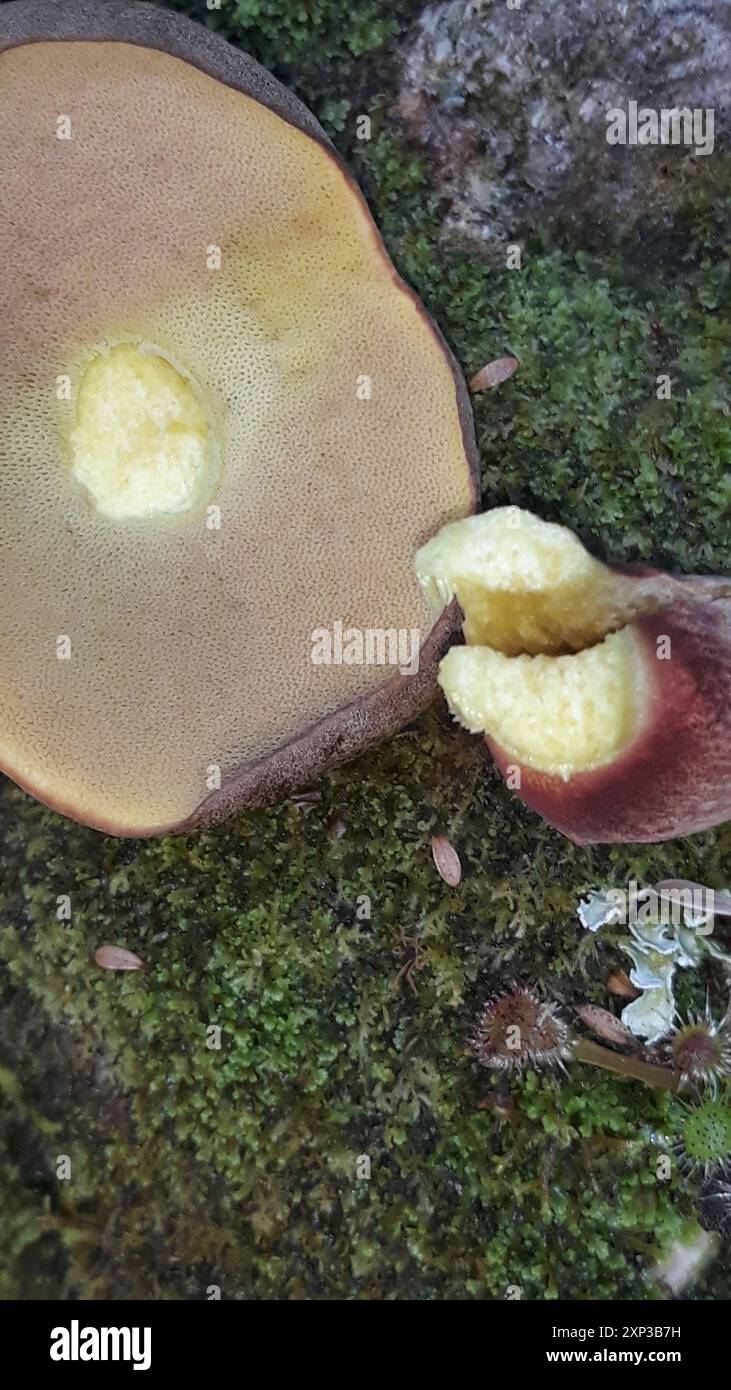 Dark Velvet Bolete (Tylopilus formosus) Fungi Stock Photo - Alamy