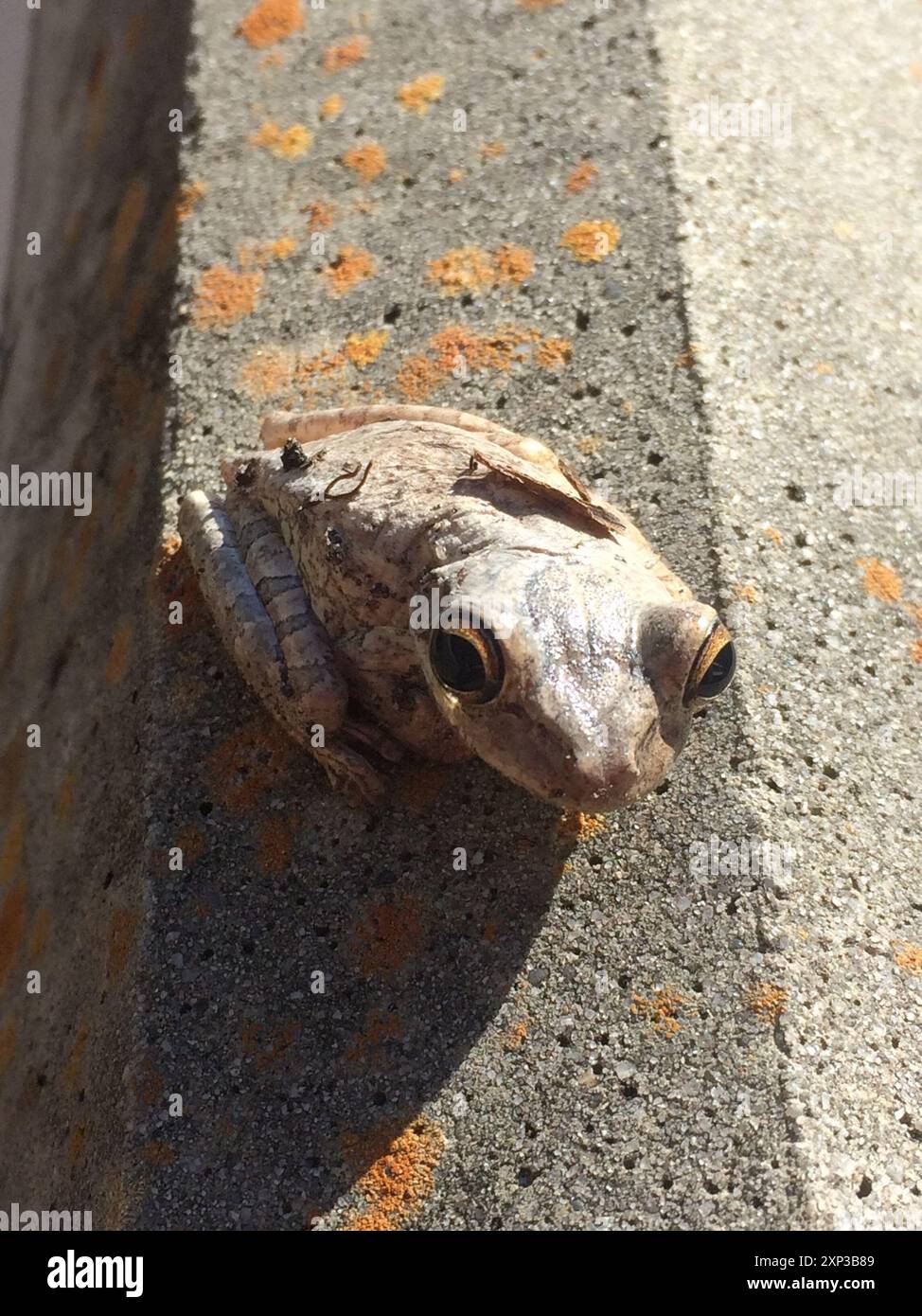 Cuban Tree Frog (Osteopilus septentrionalis) Amphibia Stock Photo - Alamy