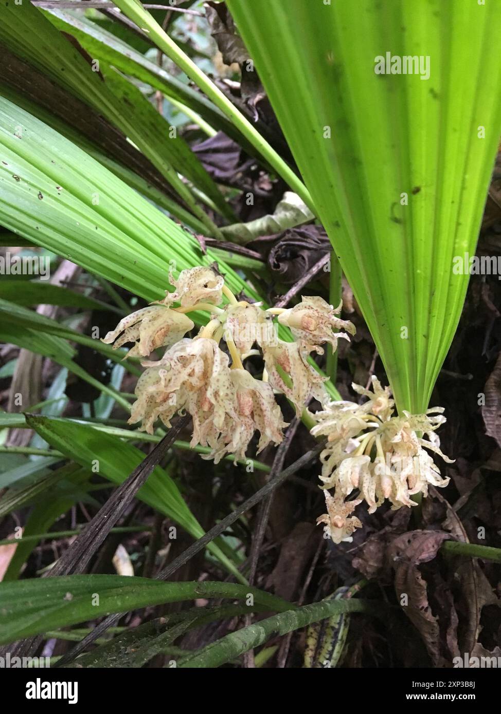 Xylobium leontoglossum hi-res stock photography and images - Alamy