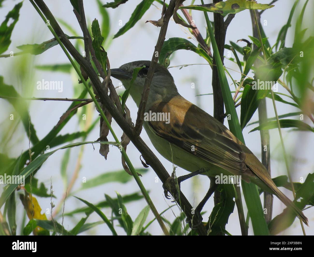 White winged becard hi-res stock photography and images - Alamy