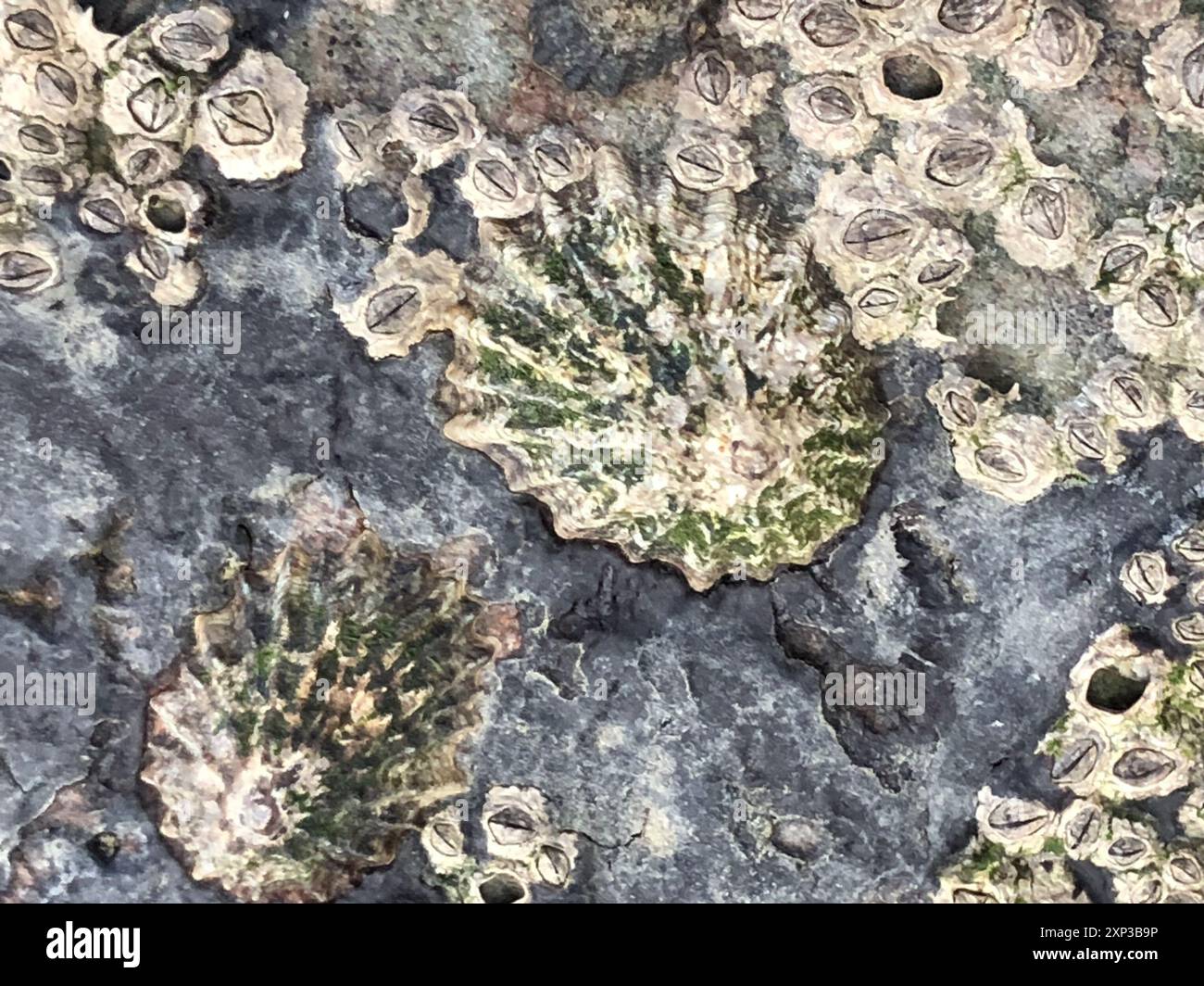 Rough Limpet (Lottia scabra) Mollusca Stock Photo - Alamy