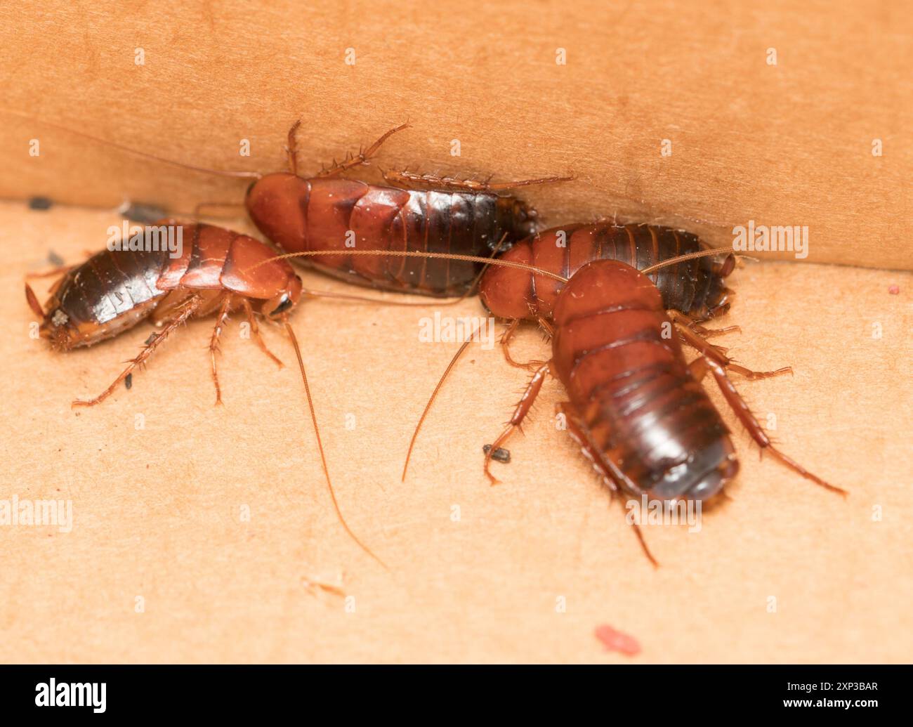 Turkestan Cockroach (Periplaneta lateralis) Insecta Stock Photo - Alamy