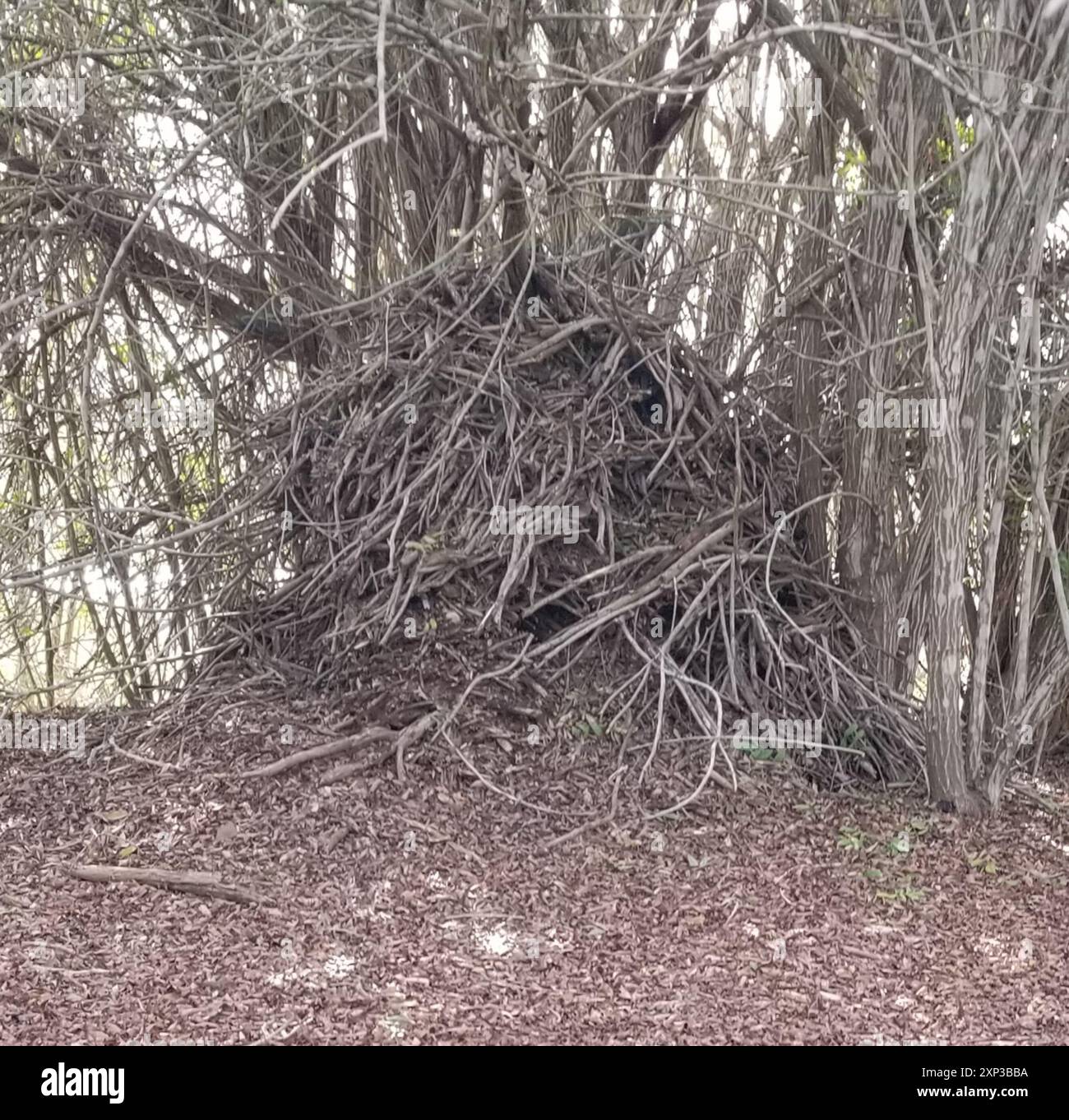 Big eared woodrat neotoma macrotis hi-res stock photography and images ...
