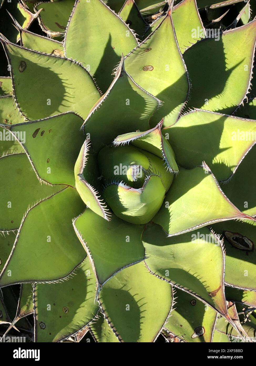 Shaw's Agave (Agave shawii) Plantae Stock Photo - Alamy