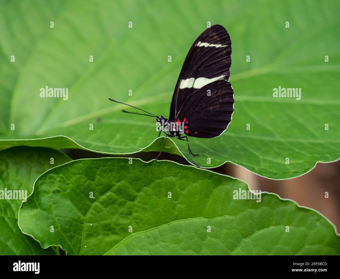 Heliconius doris, the Doris longwing or Doris is a species of butterfly ...