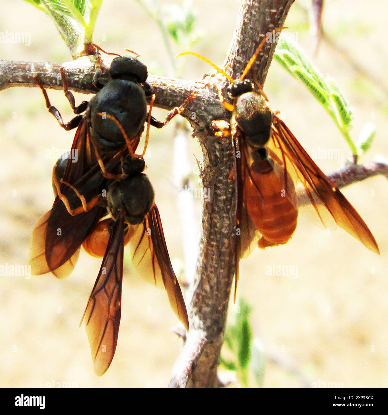 Carebara ant hi-res stock photography and images - Alamy
