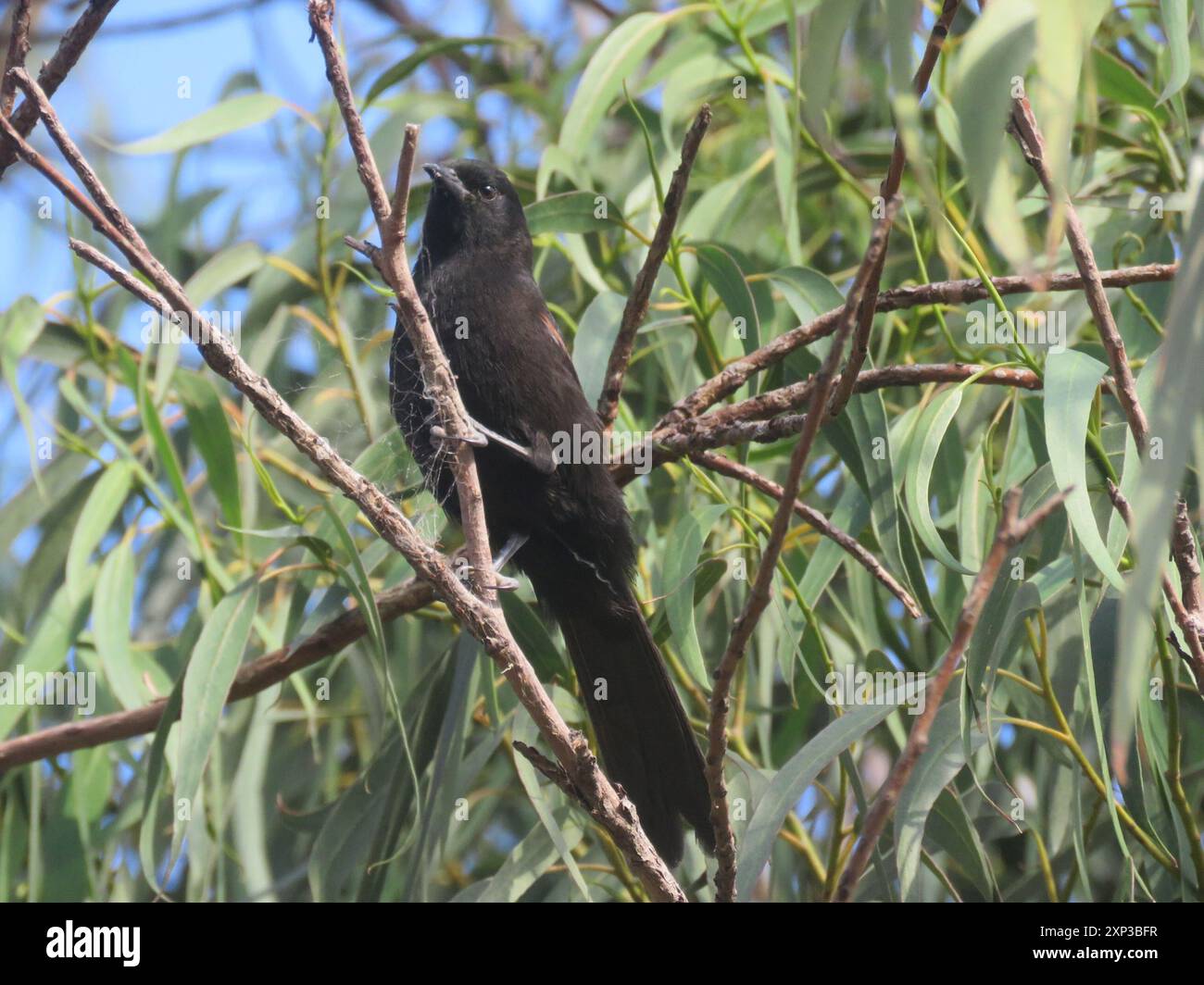 Variable oriole icterus pyrrhopterus hi-res stock photography and ...