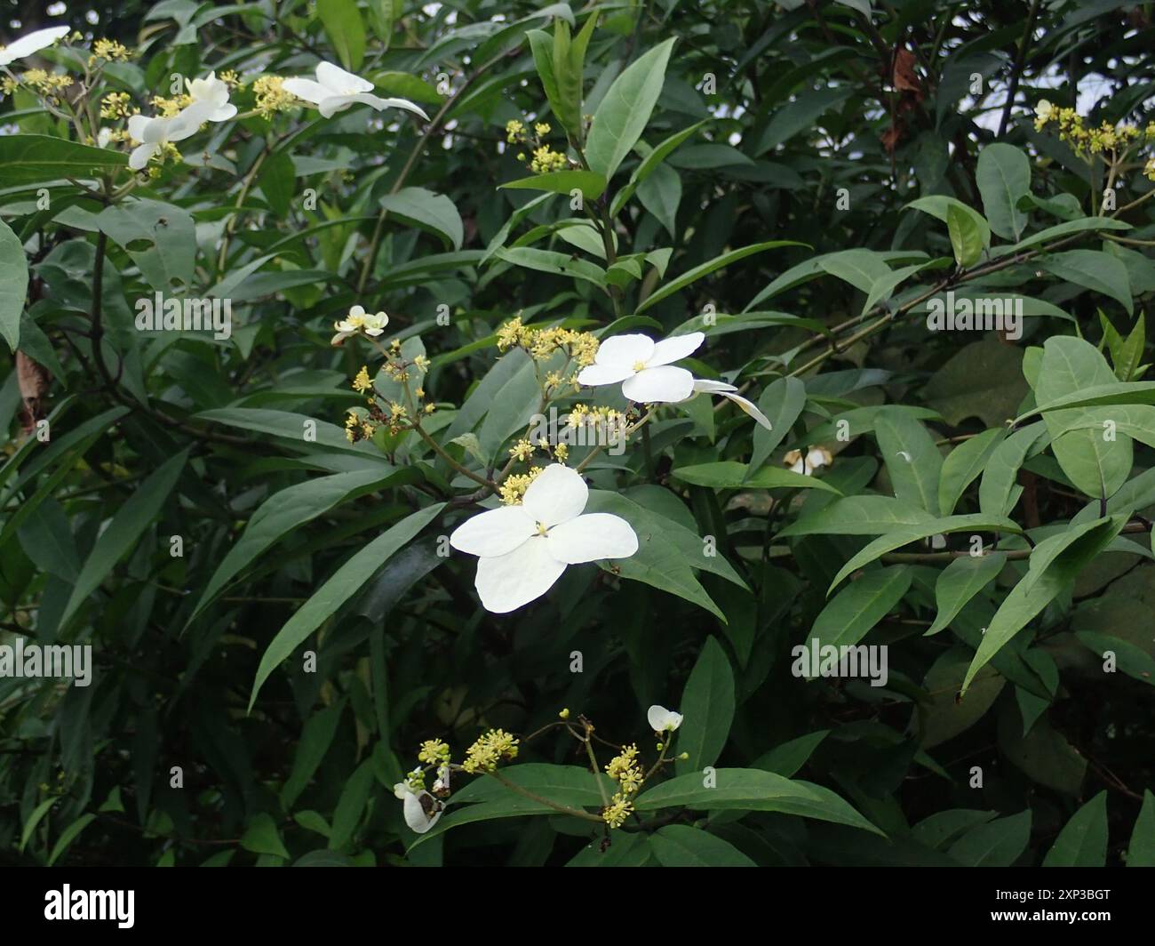 Chinese Hydrangea (Hydrangea chinensis) Plantae Stock Photo - Alamy