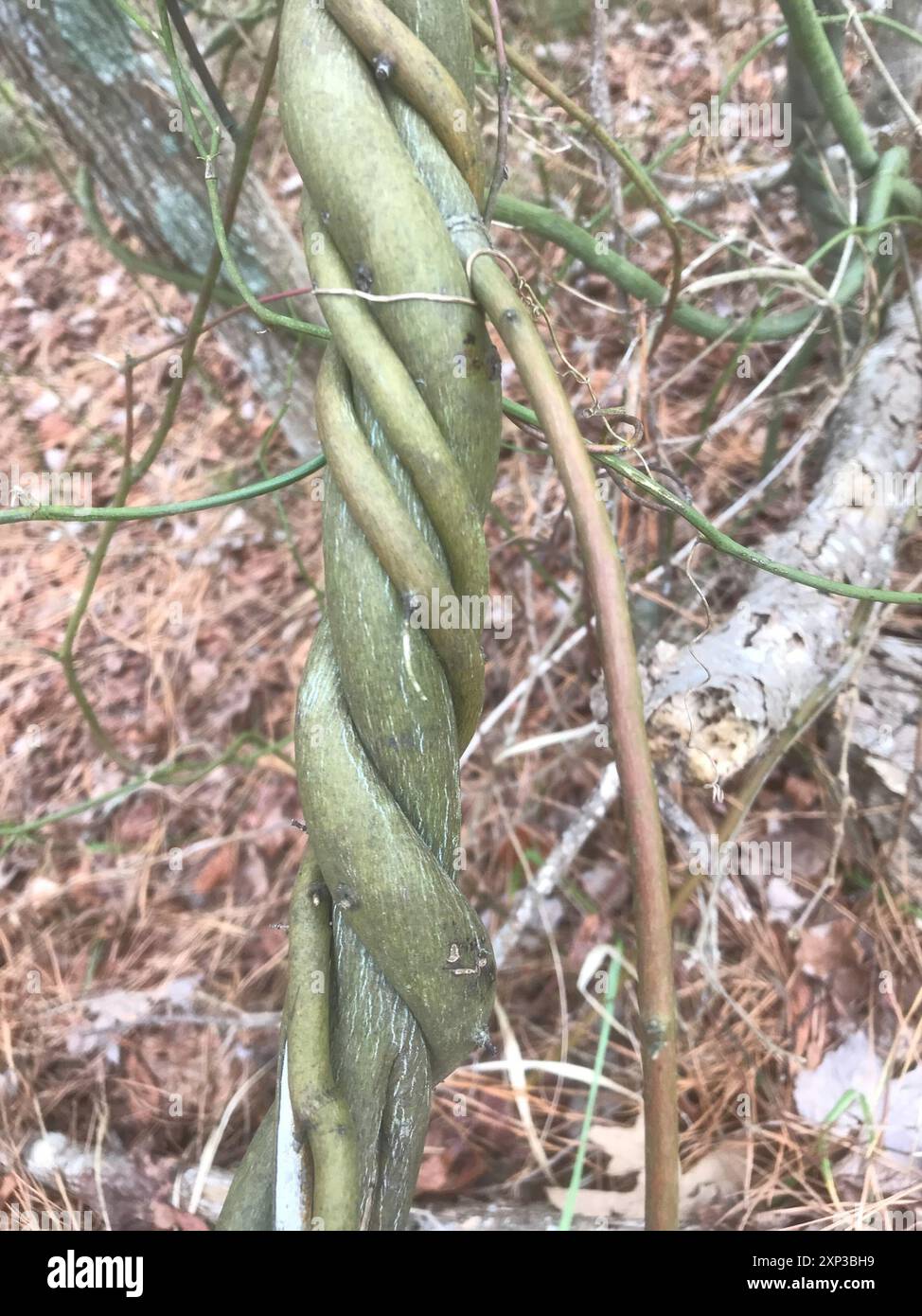 Supplejack (Berchemia scandens) Plantae Stock Photo - Alamy