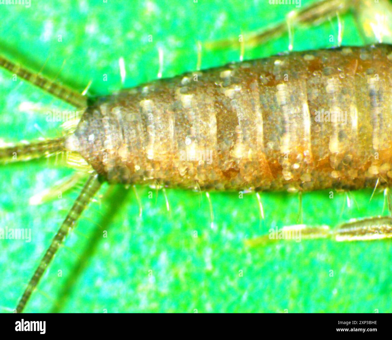 Long-tailed Silverfish (Ctenolepisma longicaudatum) Insecta Stock Photo ...