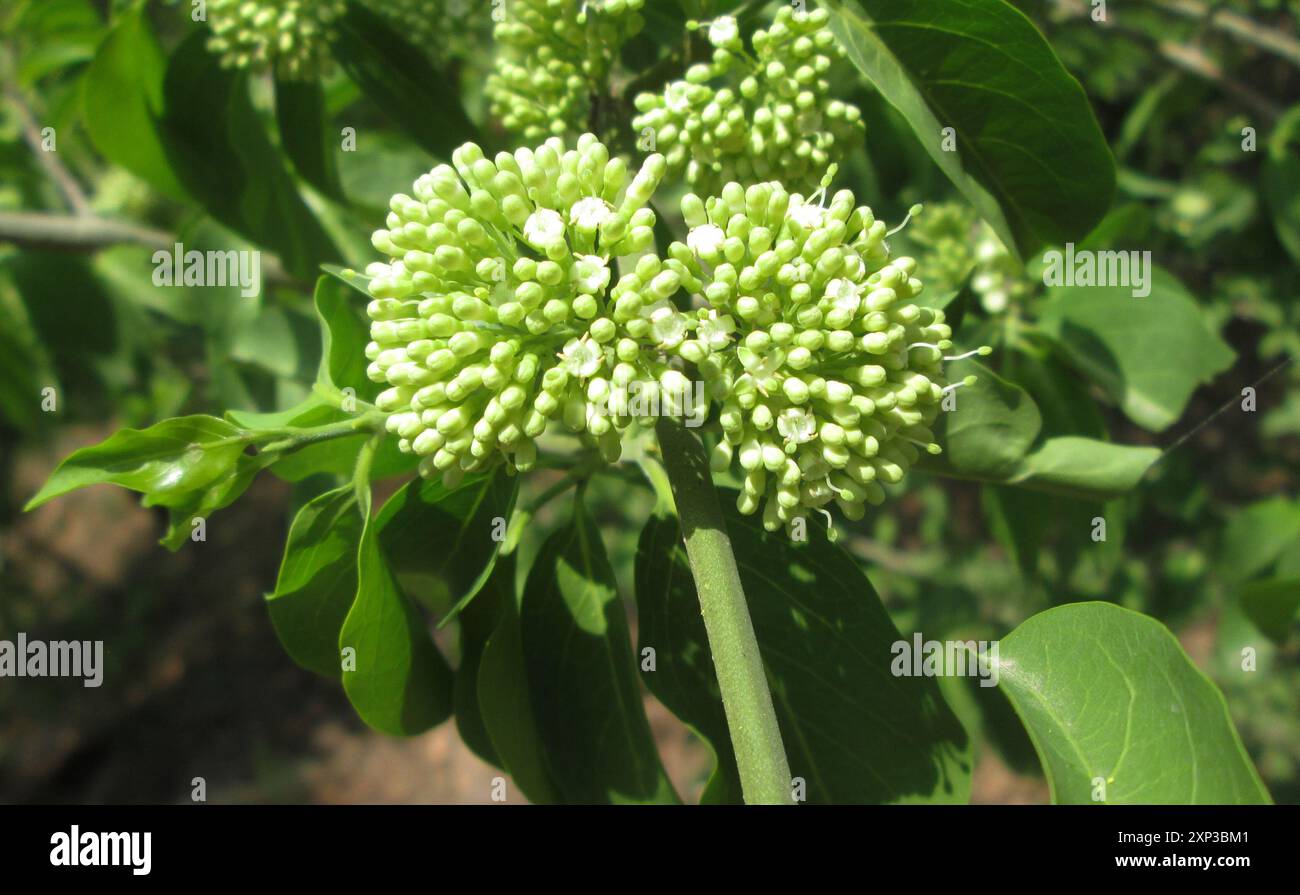 Bushveld Quar (Psydrax livida) Plantae Stock Photo - Alamy