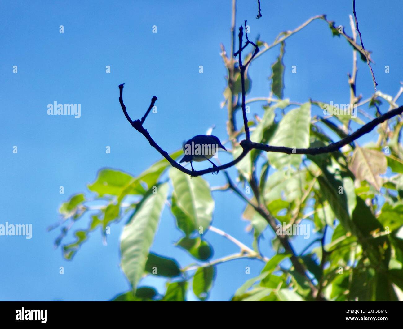 (Coereba flaveola mexicana) Aves Stock Photo - Alamy