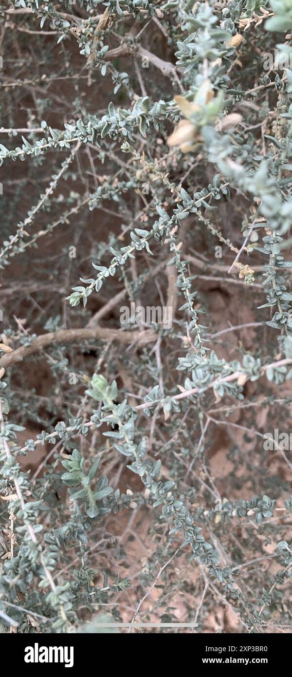Cattle Saltbush (Atriplex polycarpa) Plantae Stock Photo - Alamy