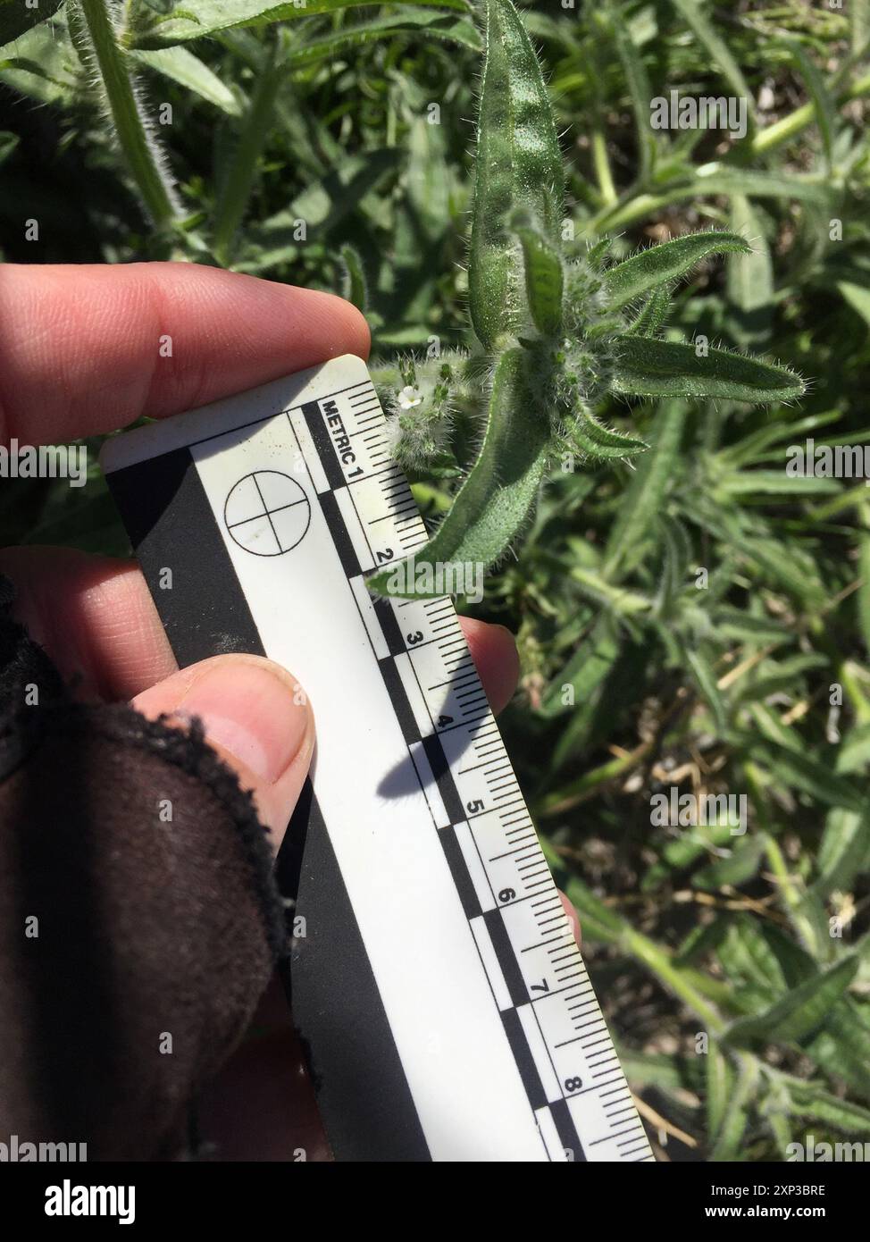bearded cryptantha (Cryptantha barbigera barbigera) Plantae Stock Photo ...