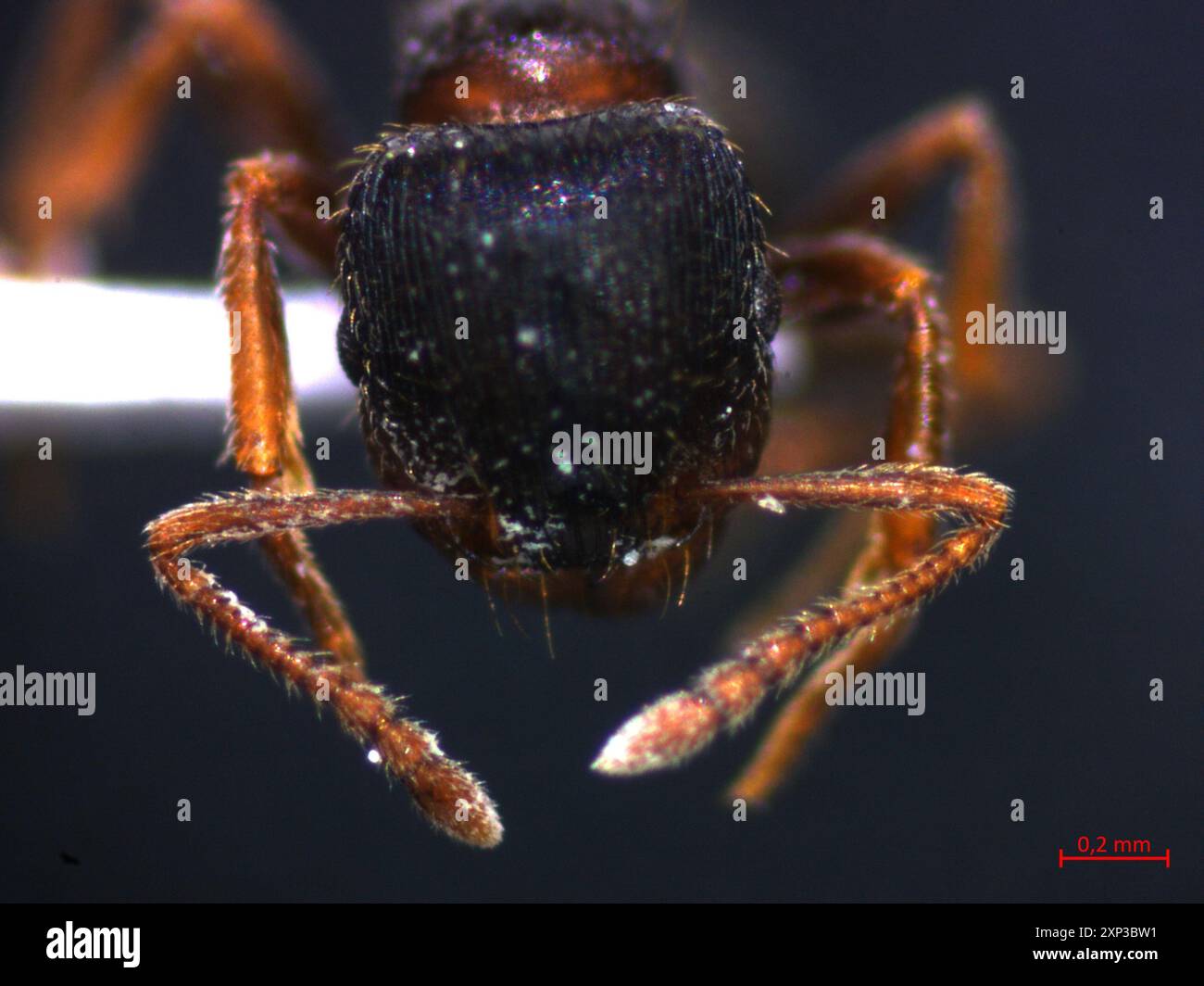 Red Pavement Ant (Tetramorium caespitum) Insecta Stock Photo - Alamy