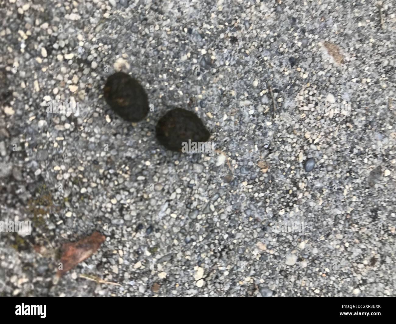 Lagomorphs (Lagomorpha) Mammalia Stock Photo - Alamy