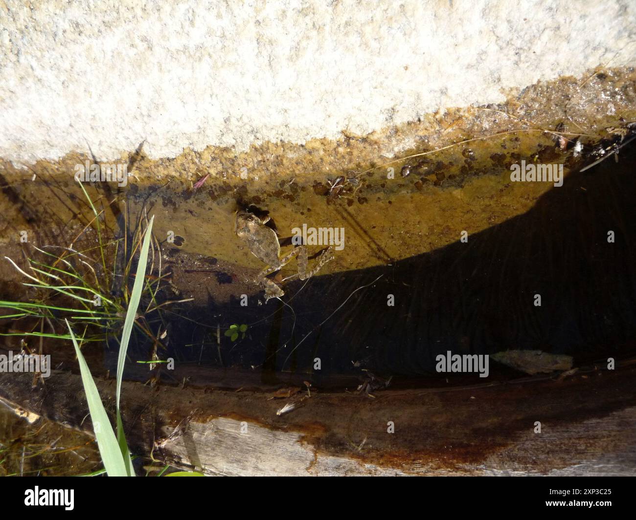 California Tree Frog (Pseudacris cadaverina) Amphibia Stock Photo - Alamy