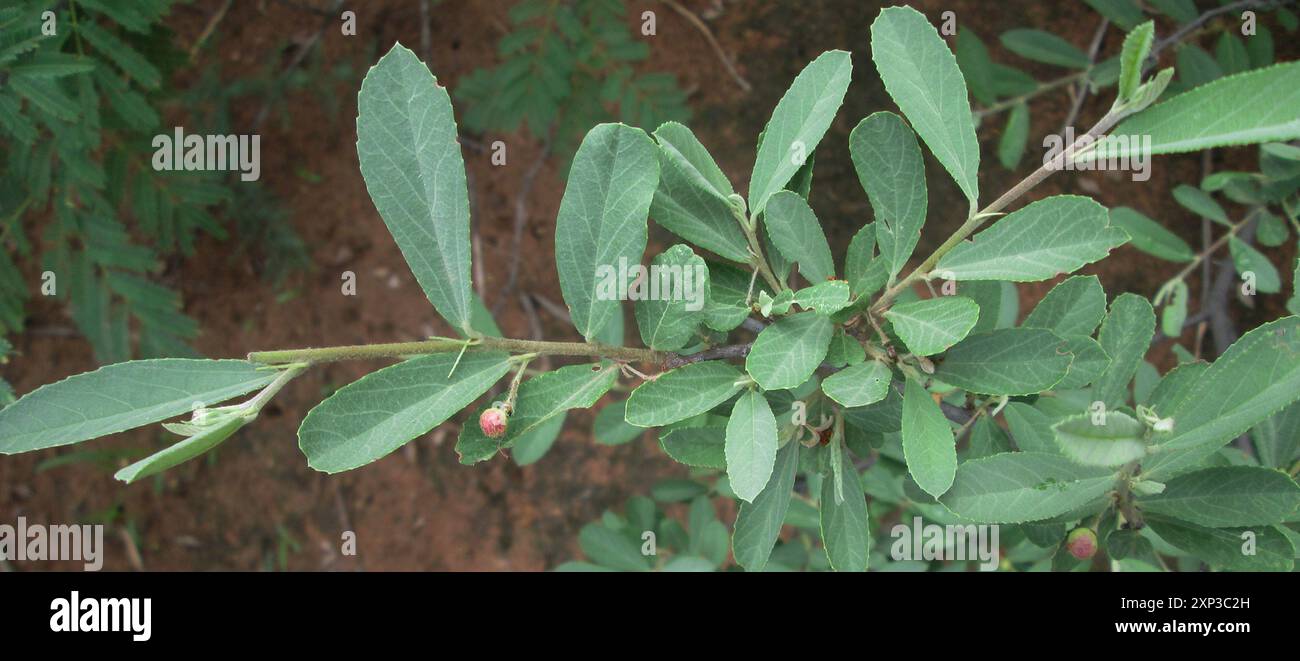 Velvet Raisin (Grewia flava) Plantae Stock Photo - Alamy