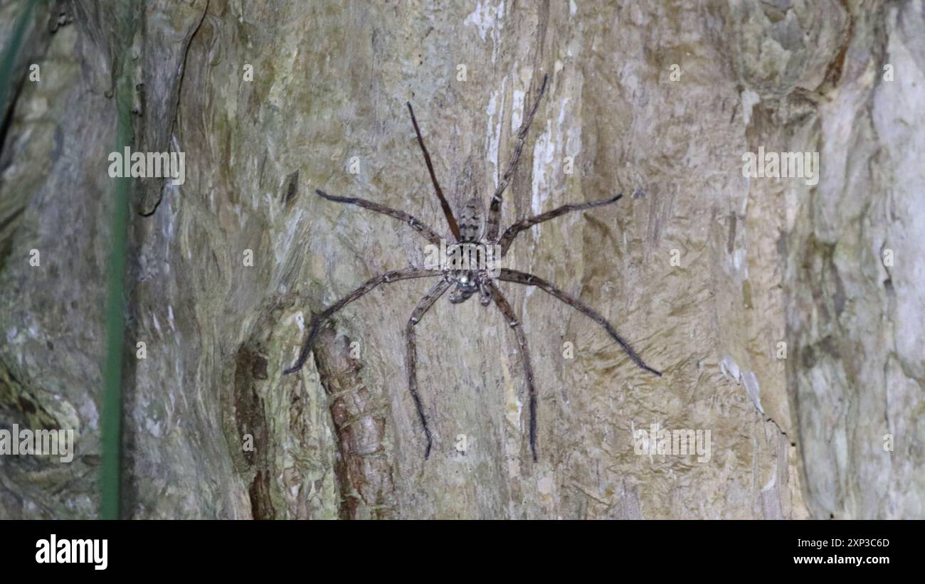 Giant Huntsman Spiders (Heteropoda) Arachnida Stock Photo - Alamy